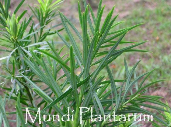 Podocarpus lambertii | Mundi Plantarum